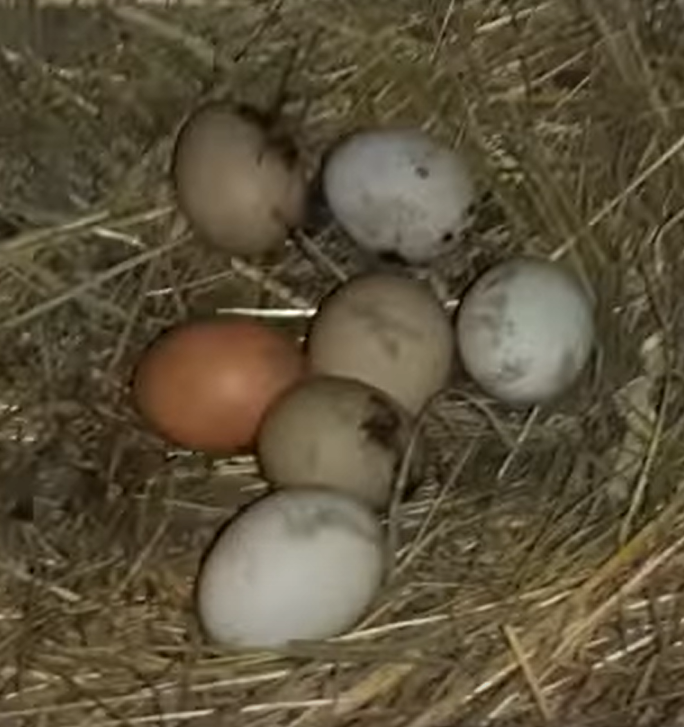 eggs14 Instance Segmentation Dataset by eggs