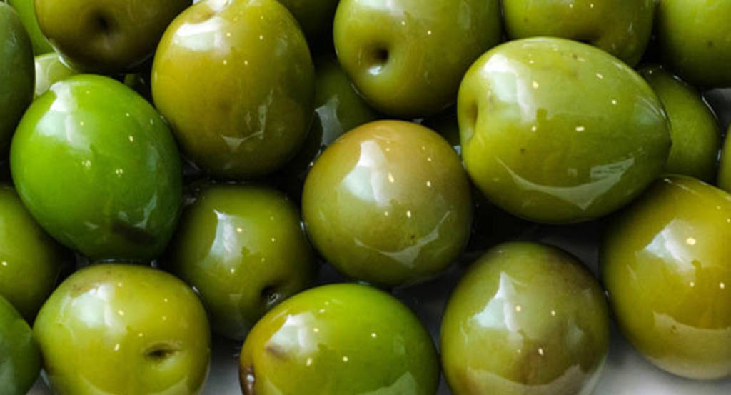 Olive disease detection Object Detection Model by Aceitunas