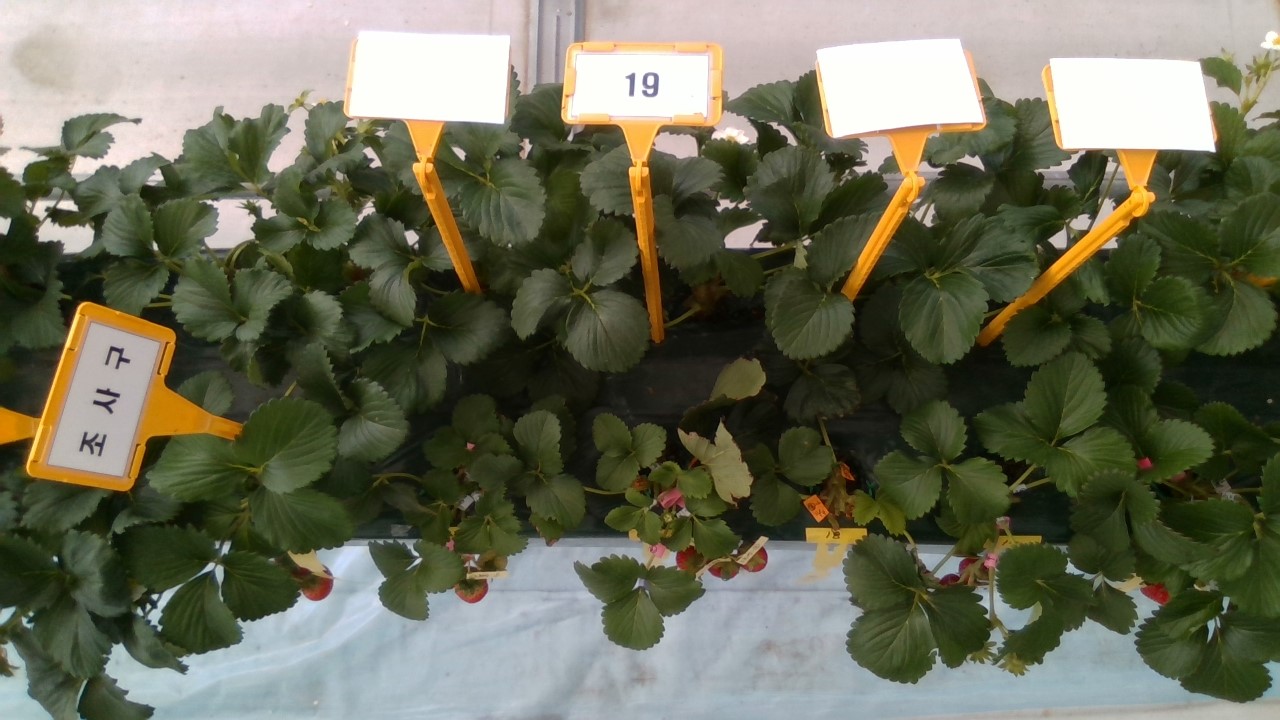 Plant Instance Segmentation Model by creskim