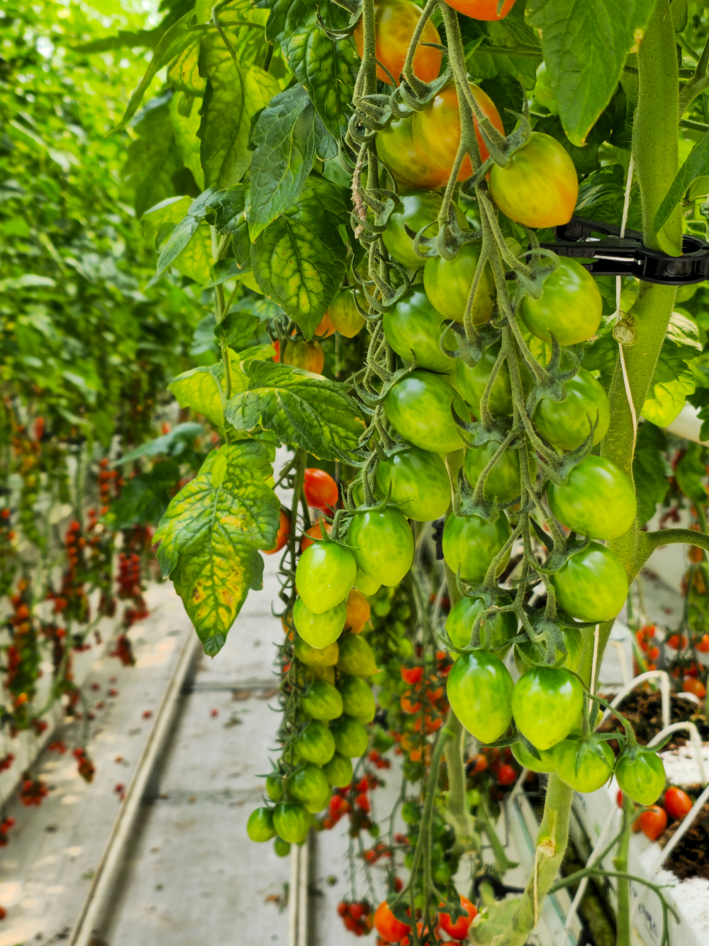 Plant Instance Segmentation Dataset by creskim