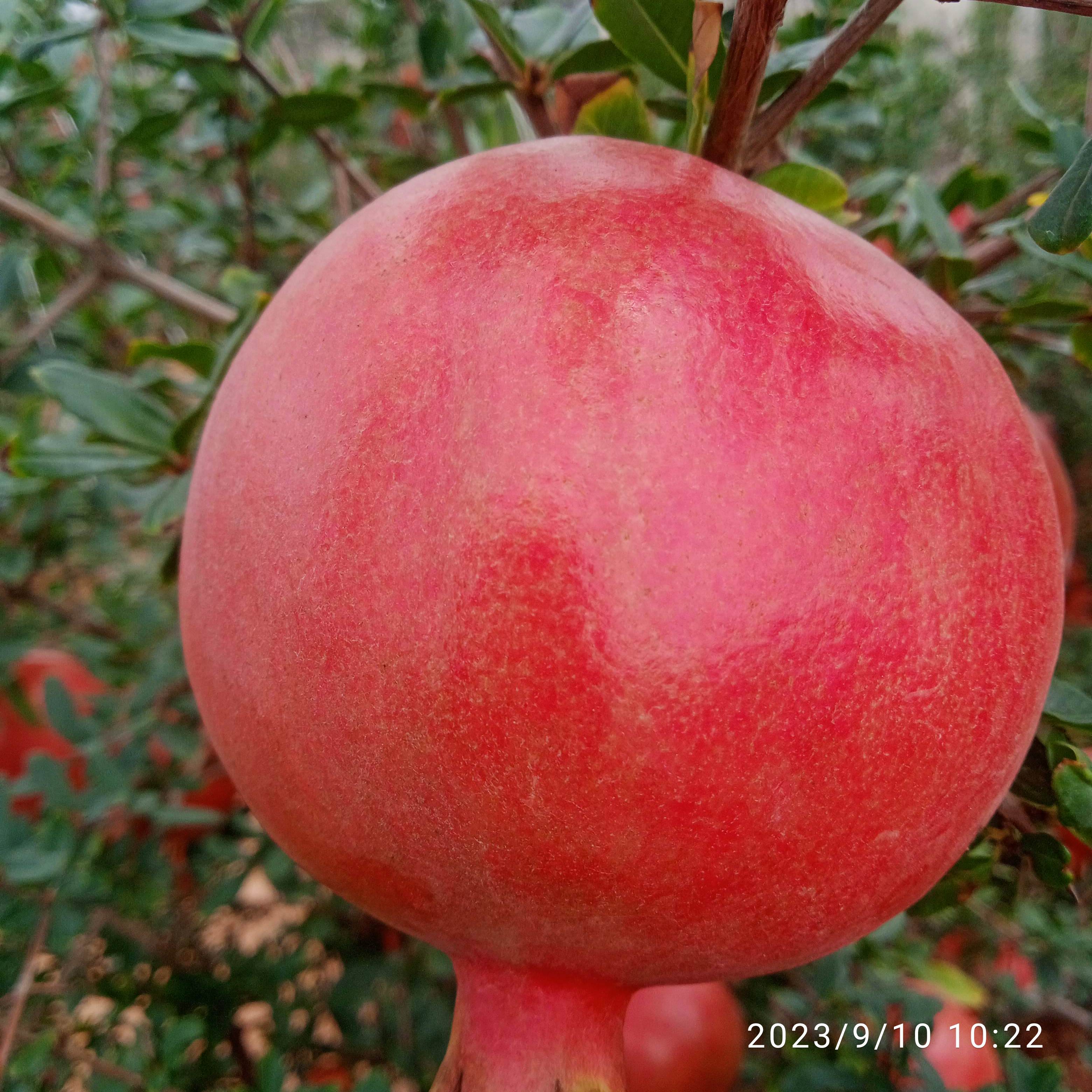 Fruit disease recognition Classification Model by College