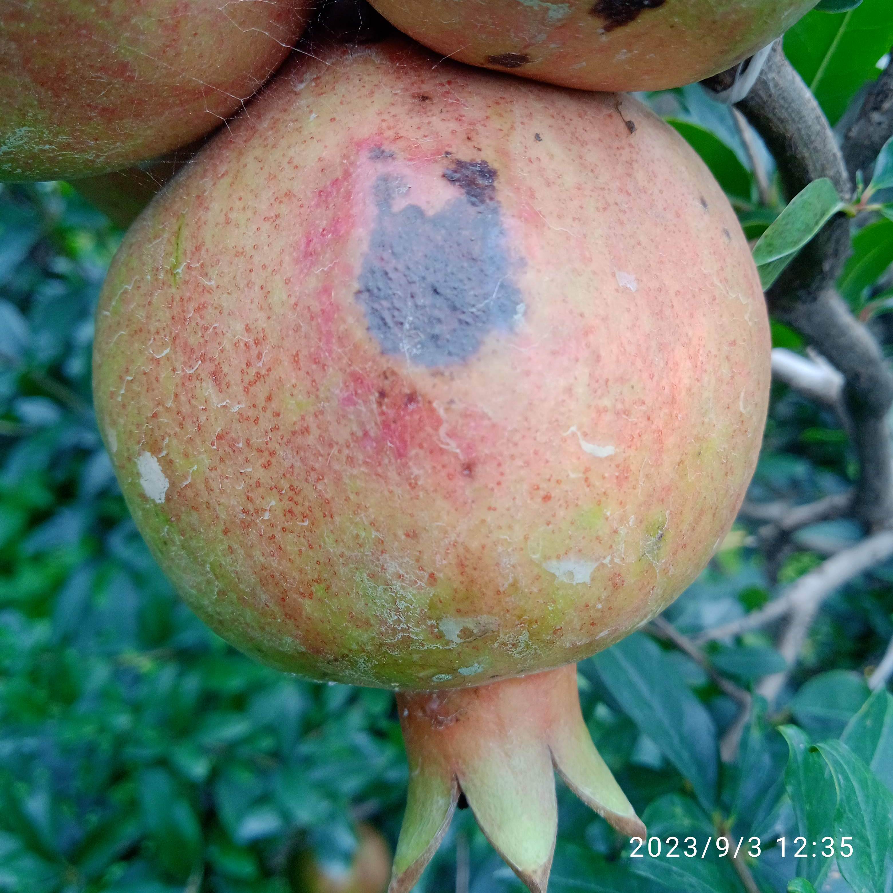 Fruit disease Deep learning Object Detection Dataset and Pre-Trained ...