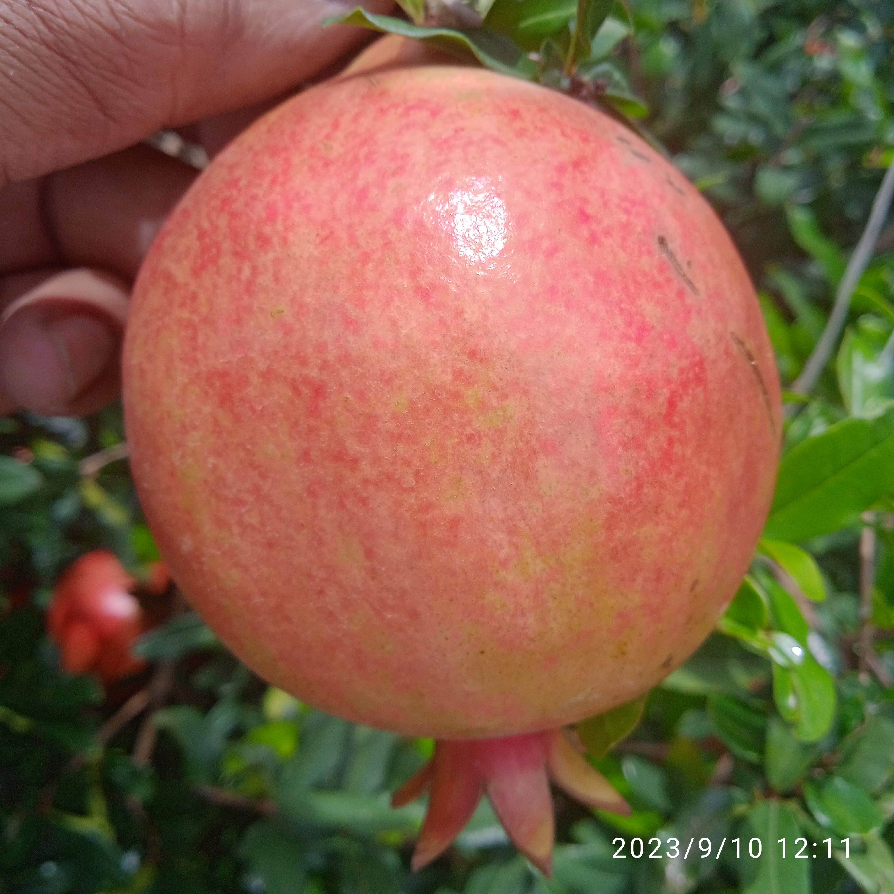 Fruit classification Classification Dataset by College