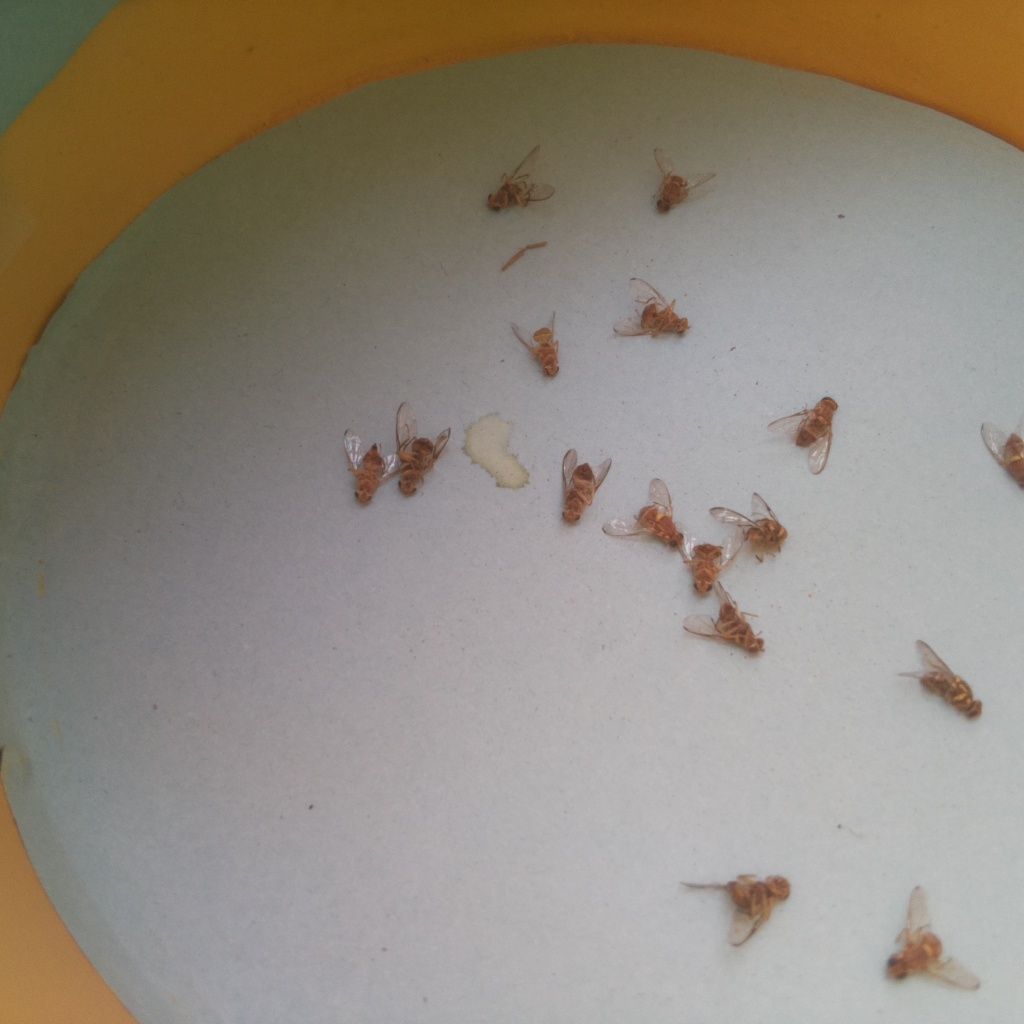 Insect Detection Micro Object Detection Dataset And Pre Trained Model By Jihar