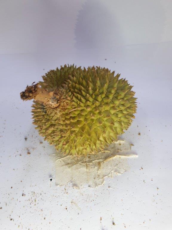 Durian Object Detection Dataset and Pre-Trained Model by KKanatip