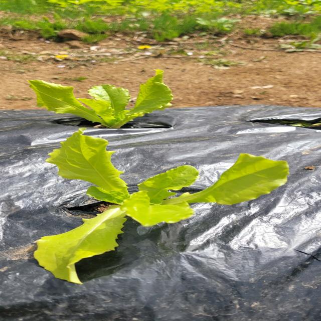 Lettuce Object Detection Model By Farmrobot 1529