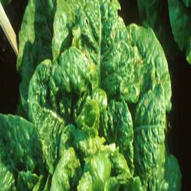 lettuce condtion Classification Model by farmrobot