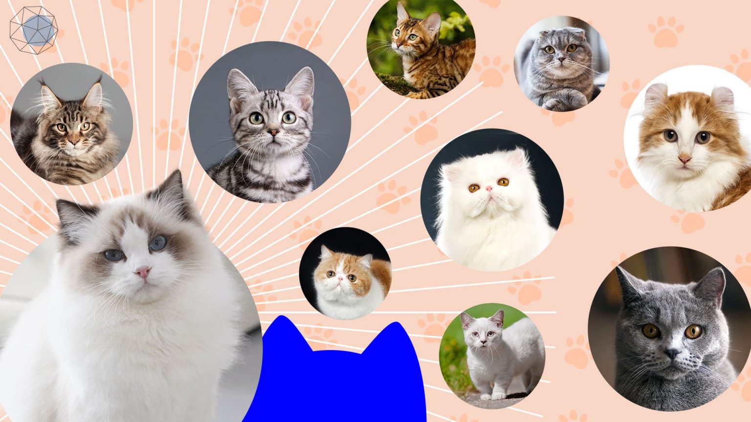 cats v3 Object Detection Dataset by Chindanai Netsang