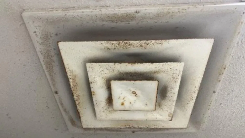 Mold Ai Object Detection Dataset By Aifungus