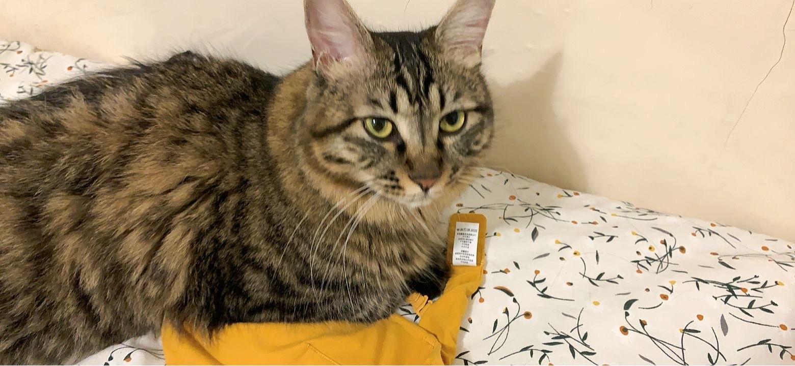 wu kui (wu-kui-38ttm) - Roboflow Universe