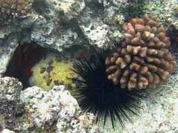 How to Use the trepang Object Detection API