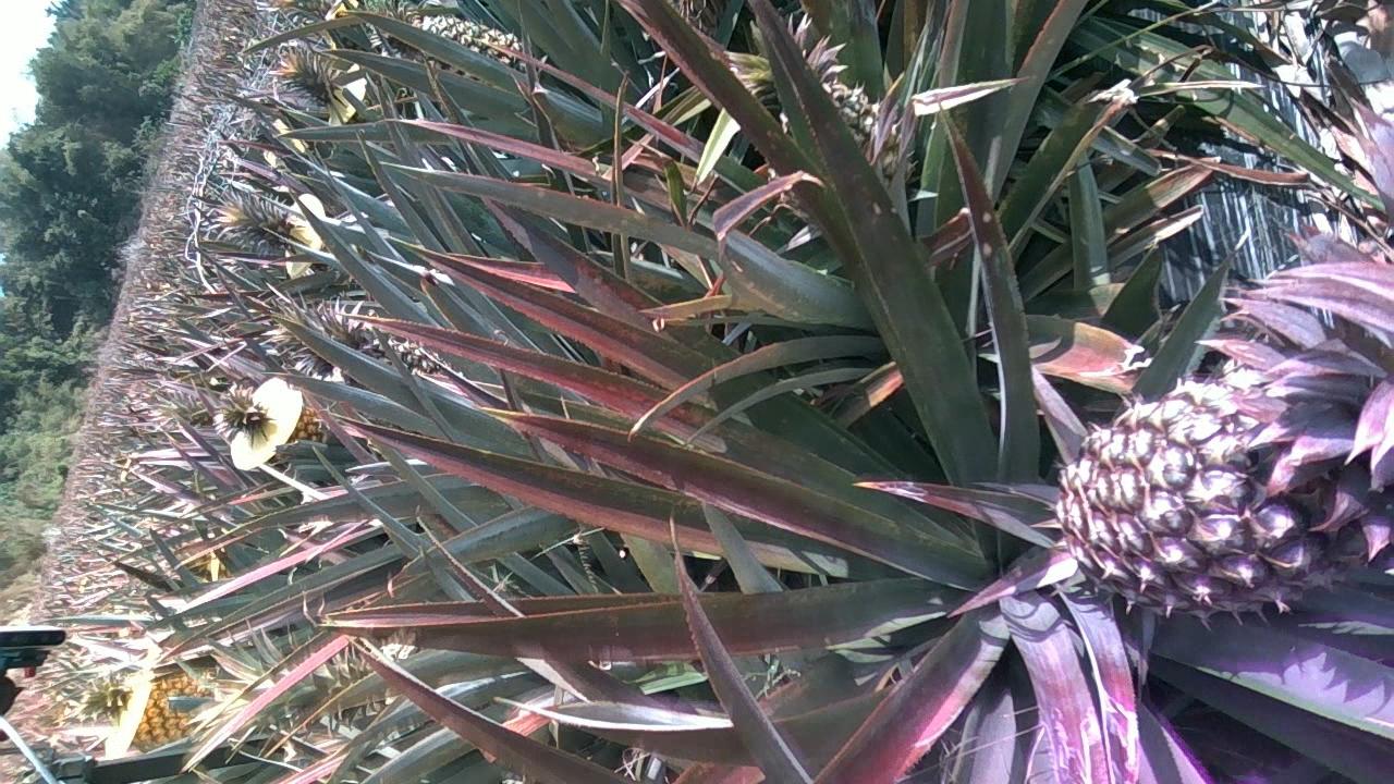 pineapple Object Detection Model by yolov5