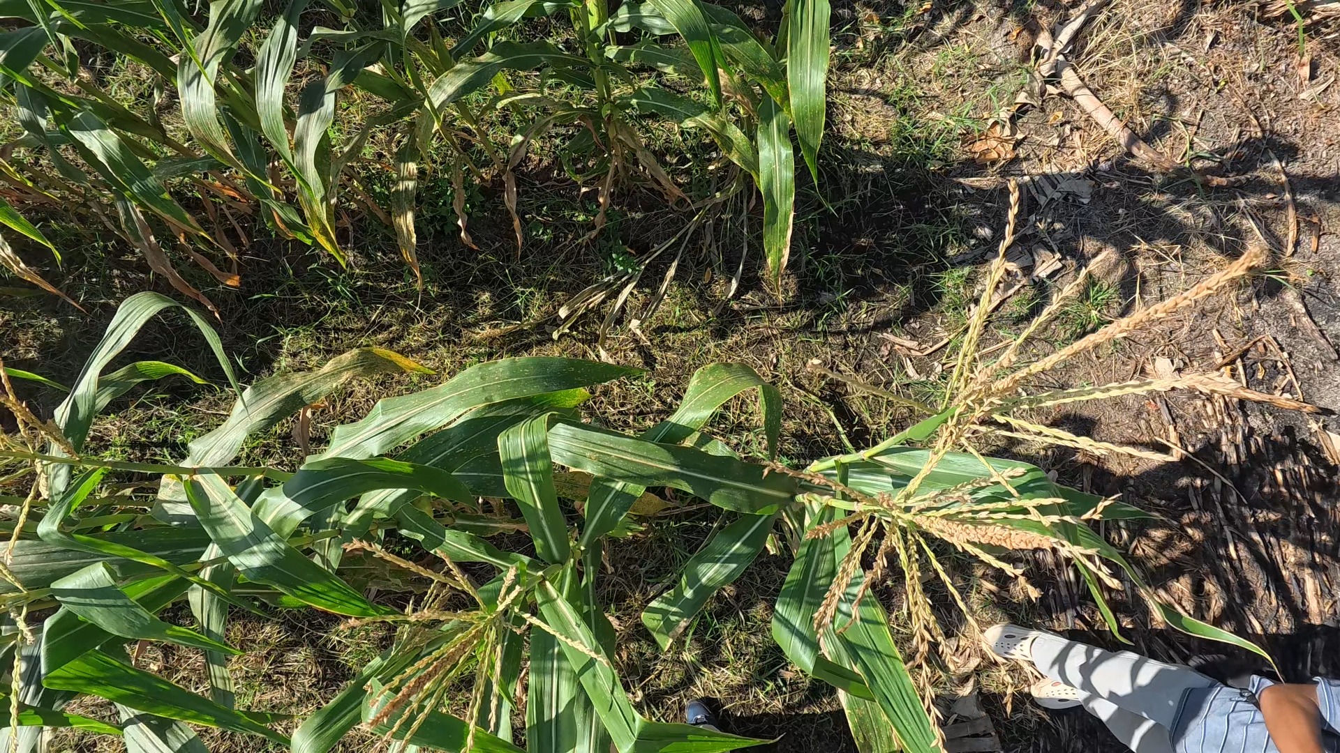 How To Use The Corn Crop Diseases Classification Object Detection Api