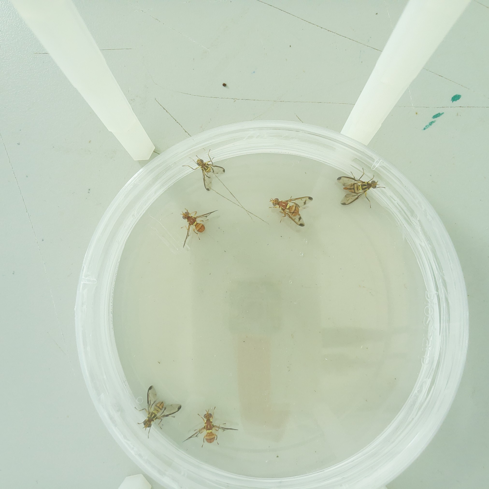 fly_1_2 Object Detection Model by flyer