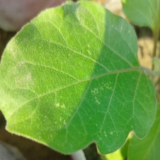 pest-diseases-identification-v2 Object Detection Dataset and Pre ... pest-diseases-identification-v2 Object Detection Dataset and Pre ...