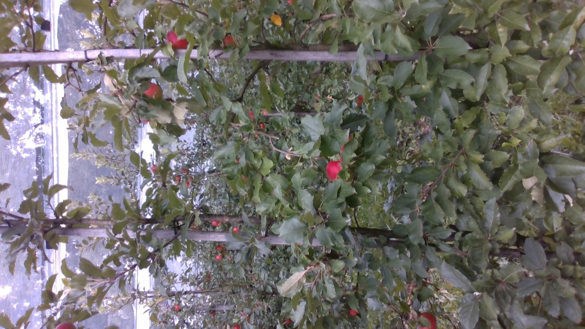 Apple Detection 4 Object Detection Dataset V4 Augumented By Apple