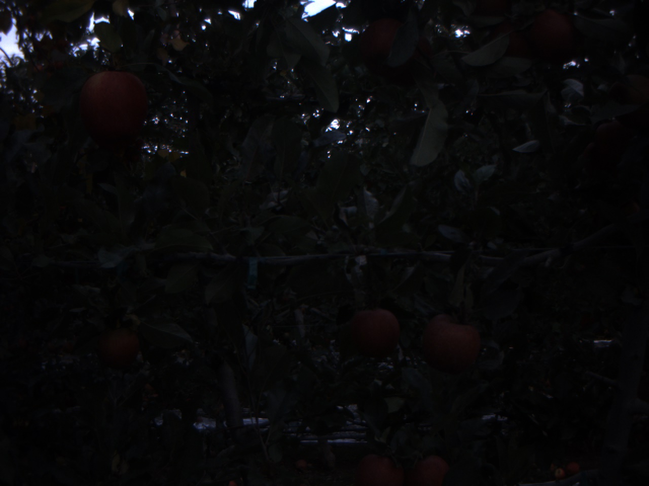 apple-detection-3 Object Detection Dataset by apple