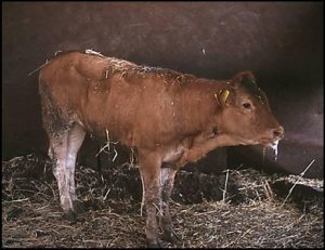 Cow Object Detection Model by FarmVigil