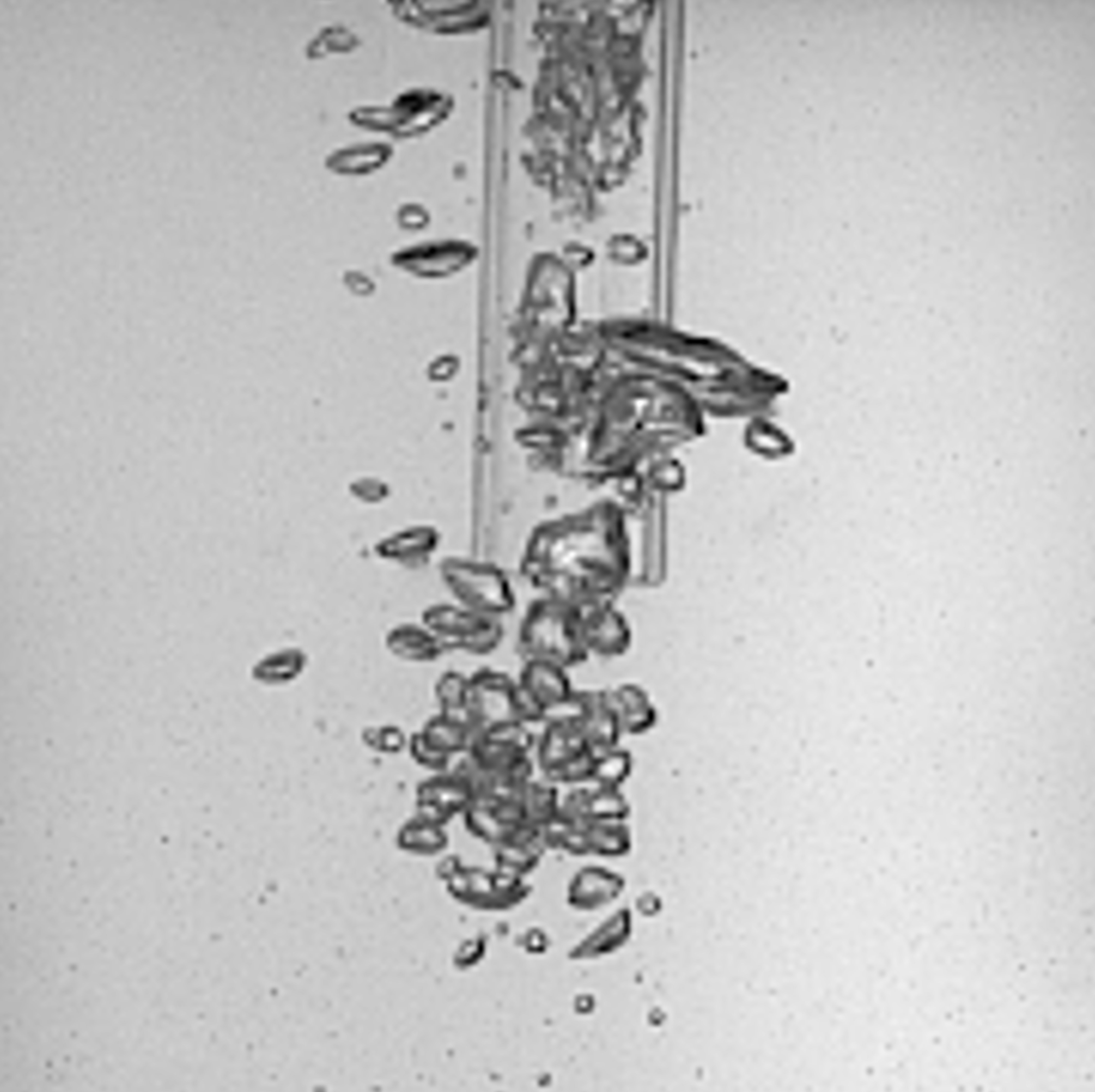 Bubble Training Object Detection Dataset V1 2025 01 09 7 27pm By
