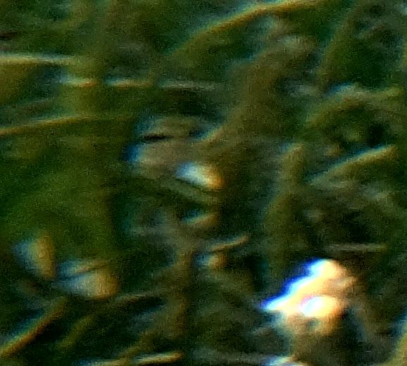 Under Water Sea Grass Project Object Detection Dataset And Pre Trained Model By Amrita Vishwa