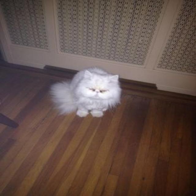 cat_species Classification Model by cat species