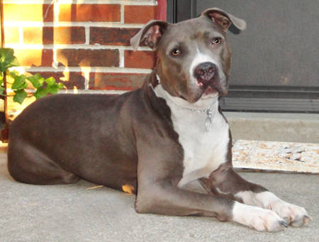 dog ai sigment Instance Segmentation Dataset by project-dc4cg