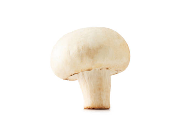 Button Mushroom Detection Object Detection Dataset And Pre Trained