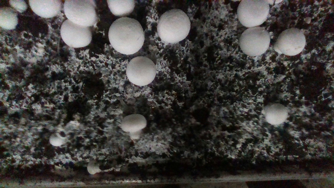 Button Mushroom Detection Object Detection Dataset And Pre Trained