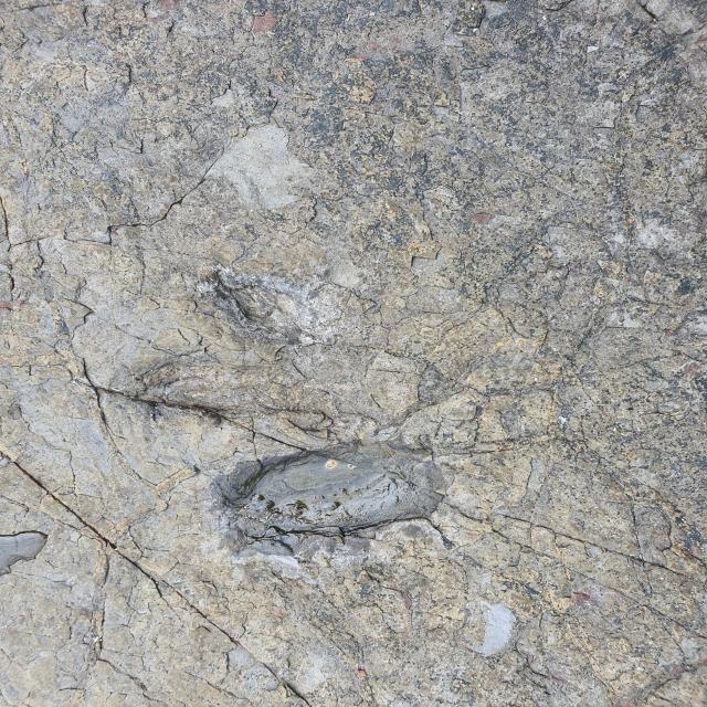 dino Semantic Segmentation Dataset by project-wtmdv