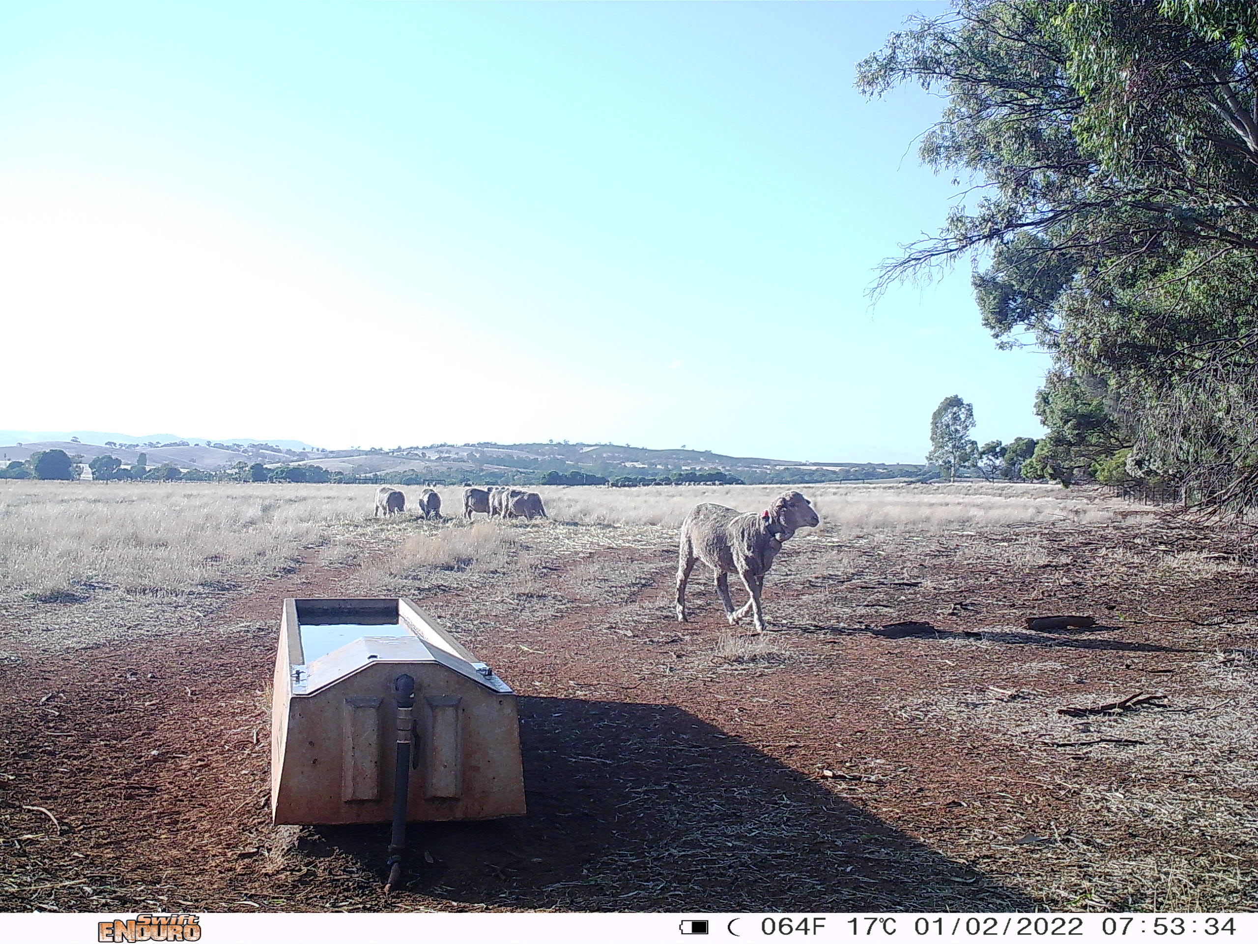 100 Sheep Detection Object Detection Model By University Of Adelaide