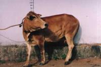 Cattle (cattle-ddm3j) - Roboflow Universe