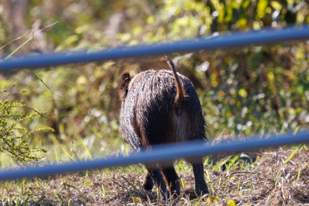 Wildlife Finder Object Detection Model by Sky Monitoring