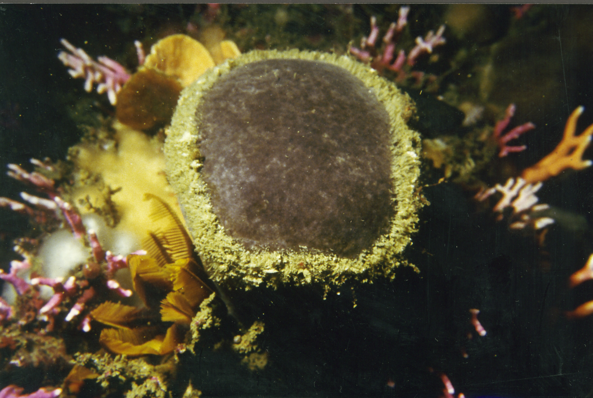 Marine Sponges Object Detection Dataset and Pre-Trained Model by Werk