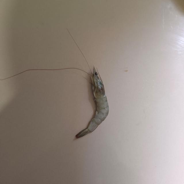 Shrimp Segmentation Instance Segmentation Dataset And Pre Trained Model