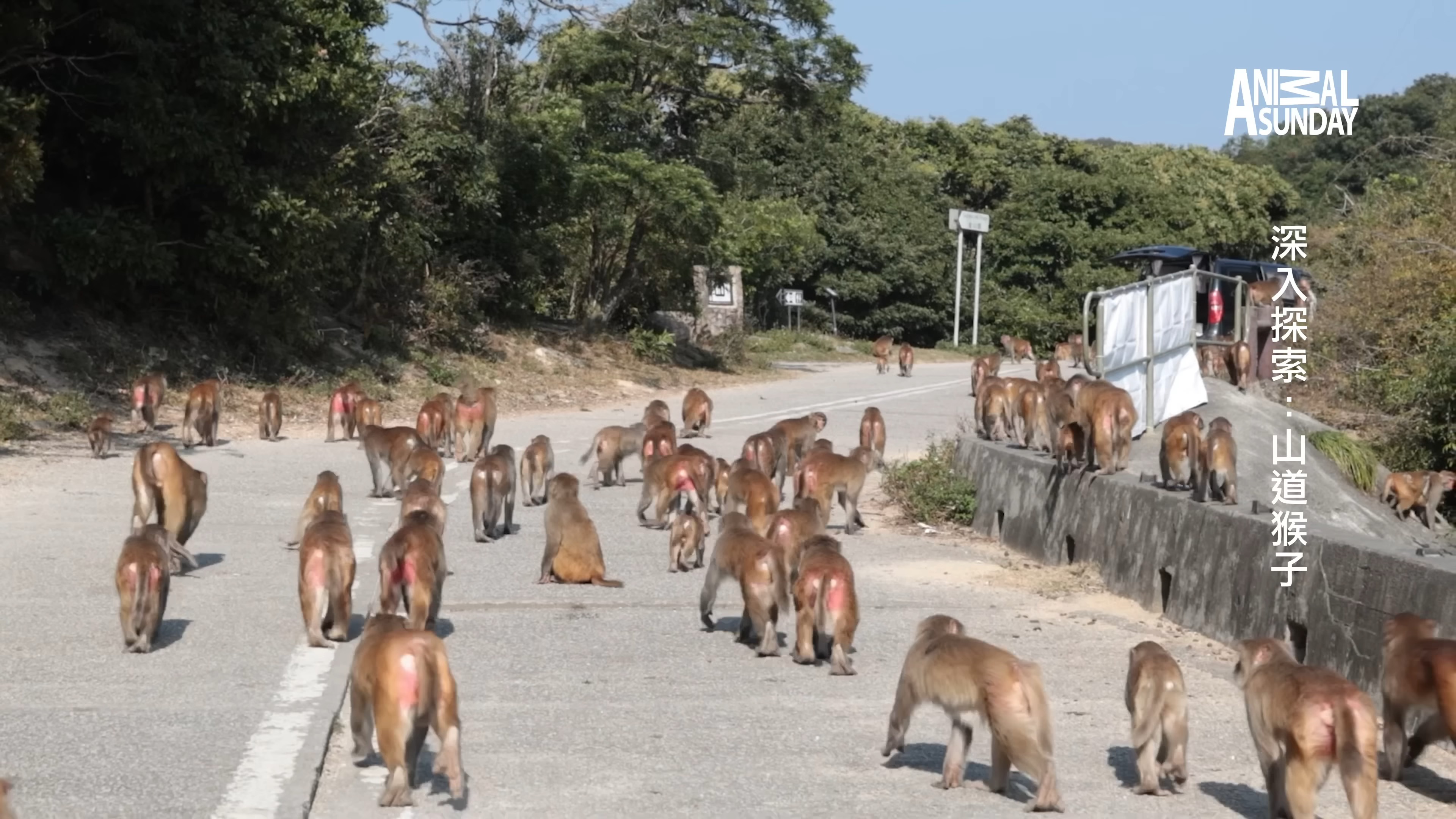 Monkey Object Detection Model by Monkey