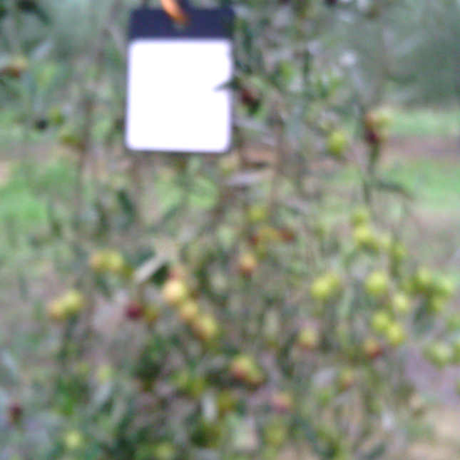 olive-detection Object Detection Model by olivedataset