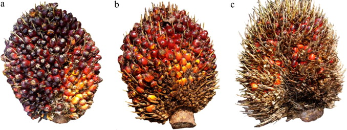 FFB counting Object Detection Dataset and Pre-Trained Model by Thomas