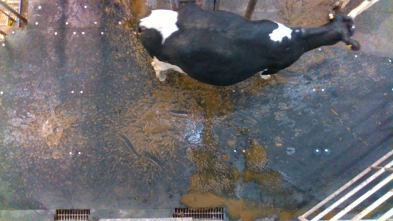 bbox-yolov5-cattle-top-view Object Detection Dataset by LSIIM