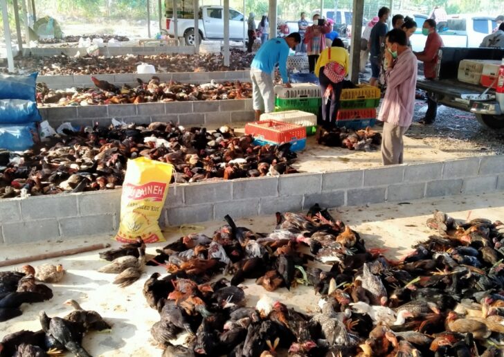 chicken Object Detection Dataset by iii