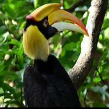 Endangered_Species Object Detection Model by FaceDetector