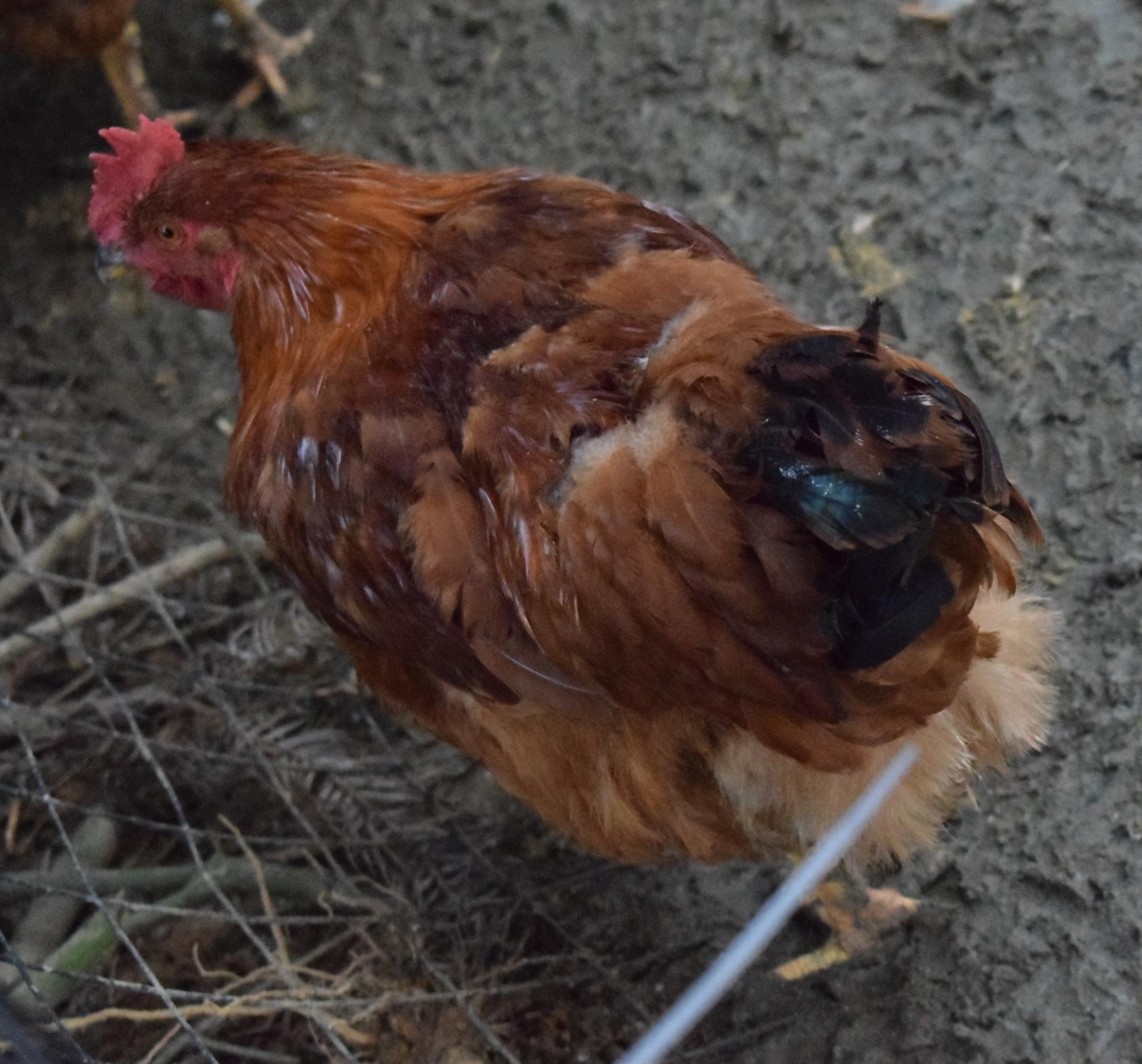 Detect Chicken Sex Instance Segmentation Dataset And Pre Trained Model