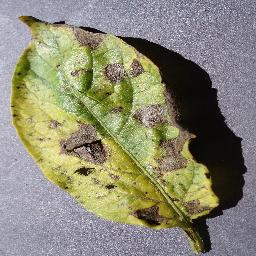 Potato Object Detection Object Detection Dataset by chandni