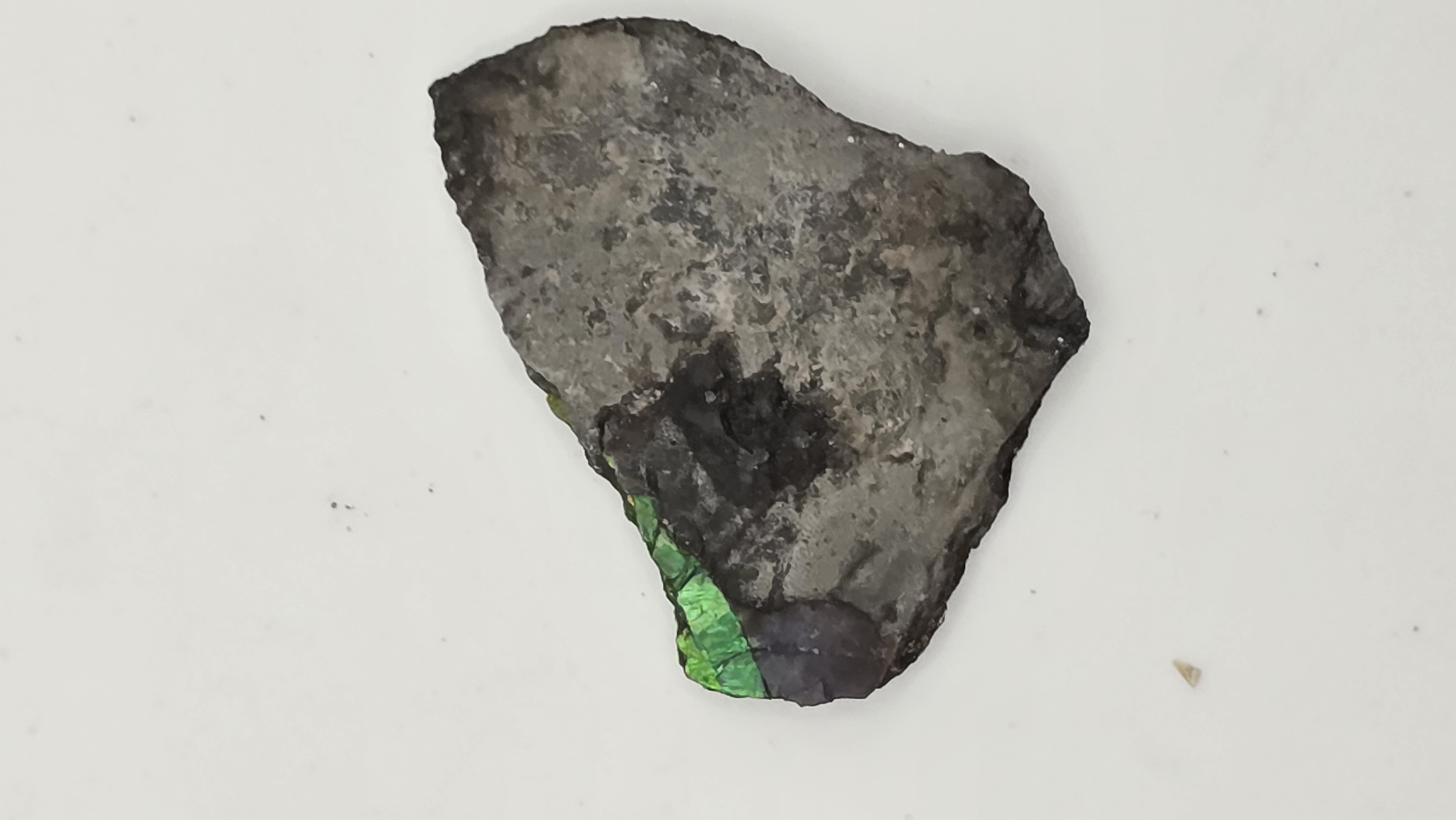 ammolite-detection Instance Segmentation Dataset by Adams Workspace