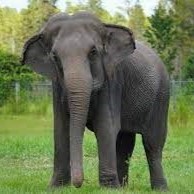 Elephant 150 Object Detection Dataset and Pre-Trained Model by AKASH S L