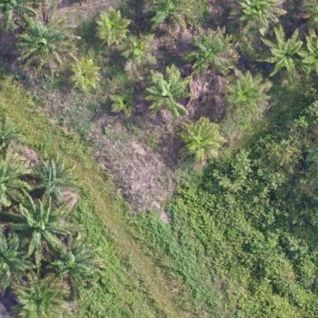 Detect Palm Object Detection Dataset By Geoai