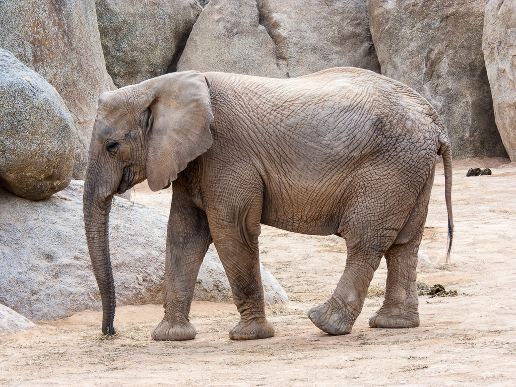 Elephant intrusion detection system Object Detection Model by school