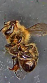 bee-dataset Object Detection Dataset by VarroaErkennung