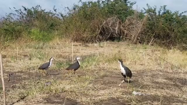 Bird Detection Object Detection Dataset By Firesmokedetectiondnn