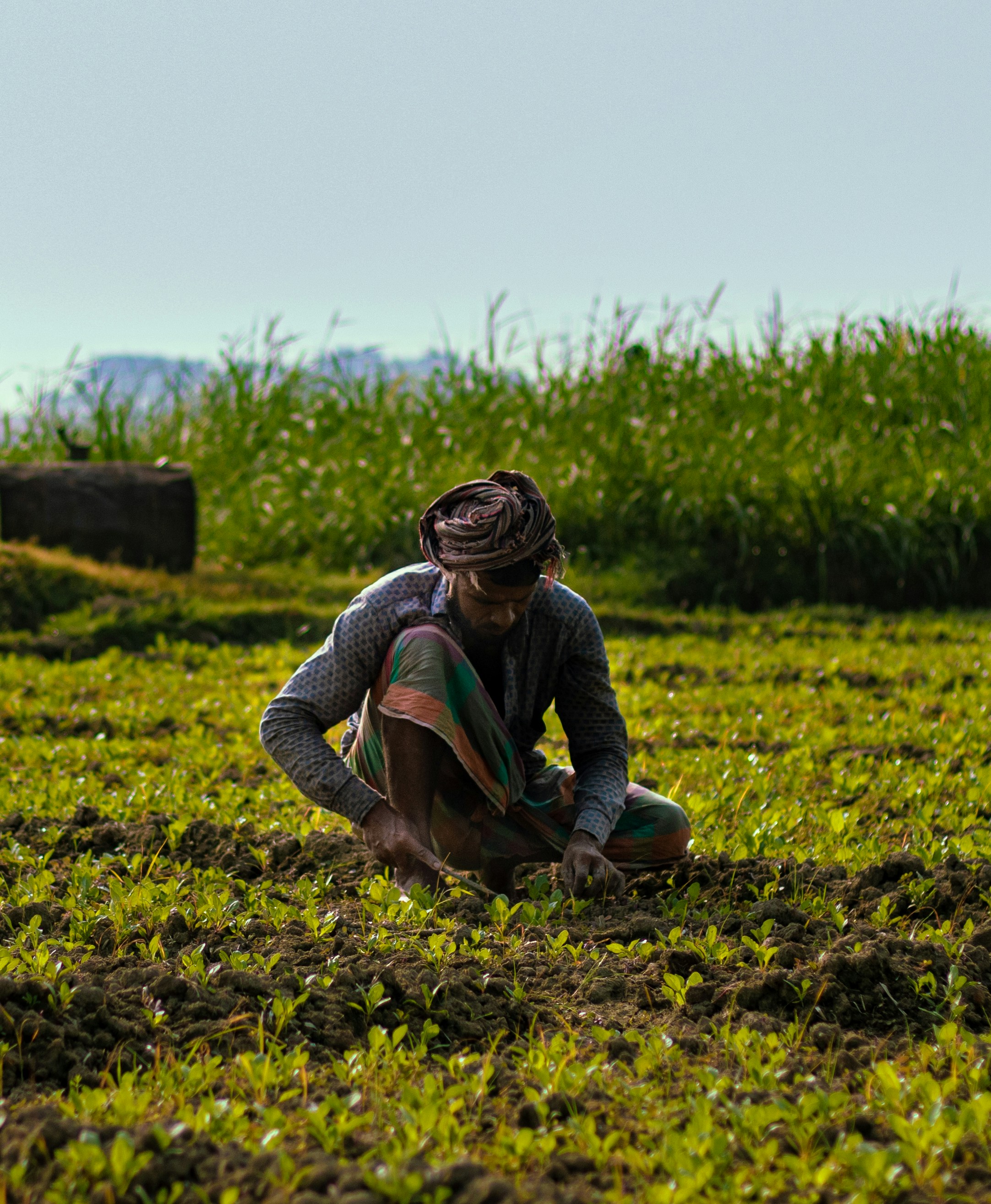 Anomaly Detection Object Detection Dataset By Agrisafe