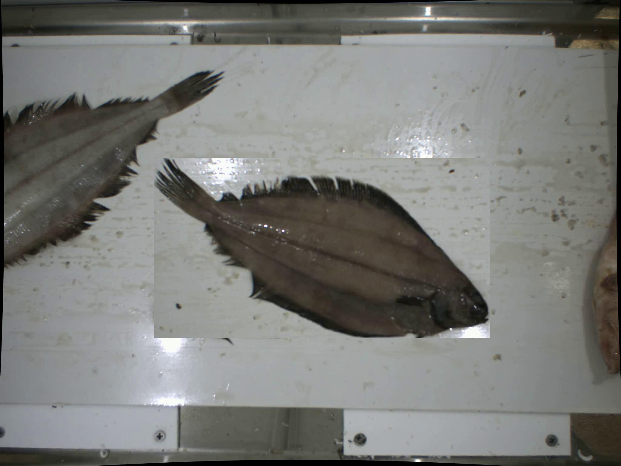 Underwater fish detection Object Detection Dataset and Pre-Trained ...